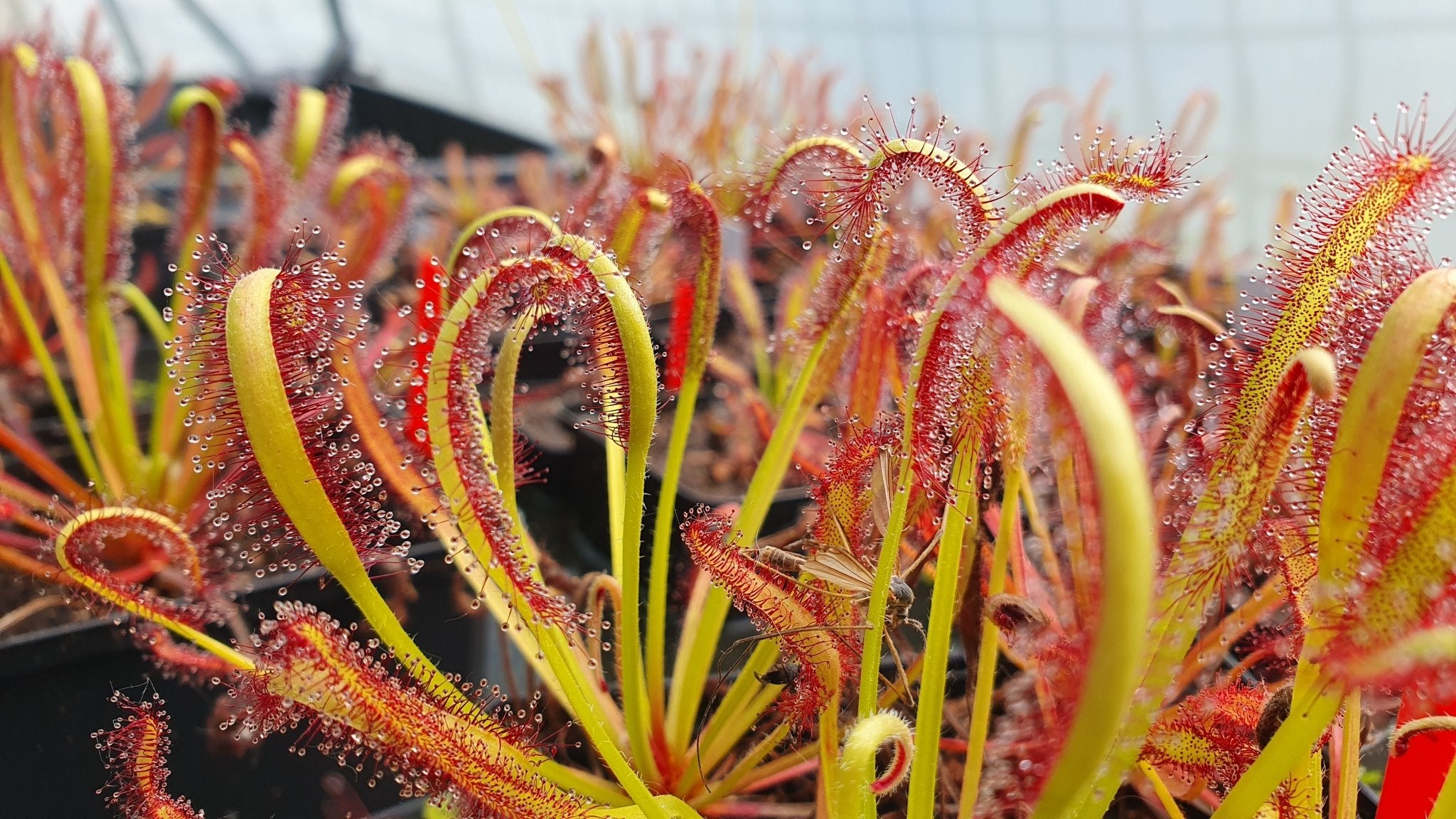 Drosera (Sundews)