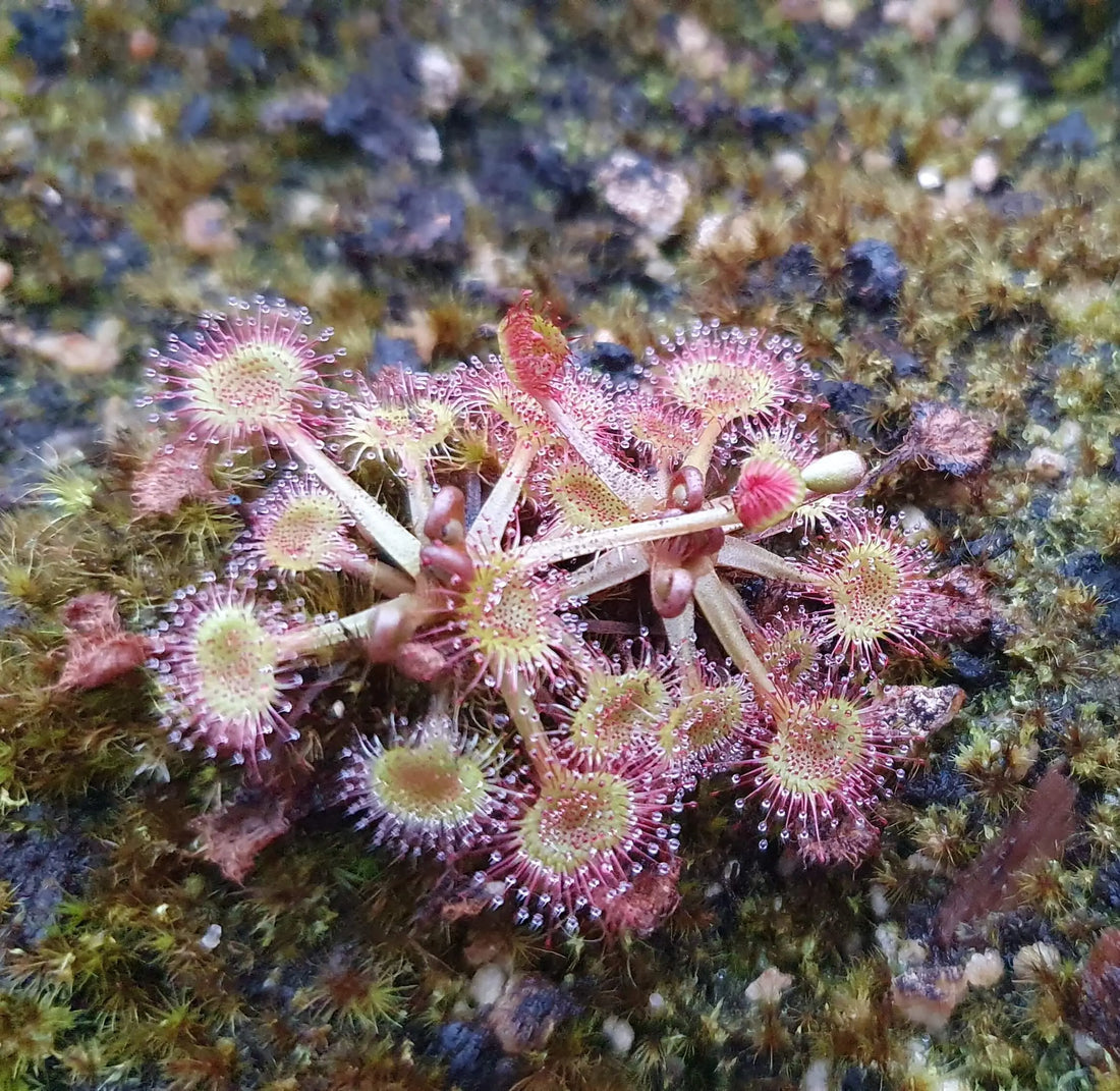 Drosera rotundifolia
